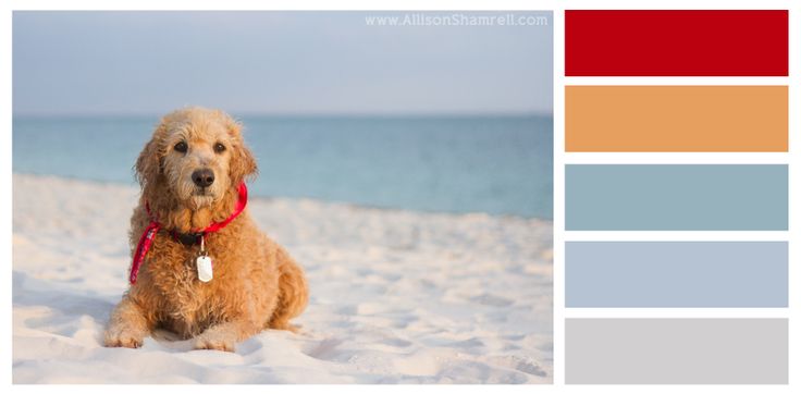 Confetti.: Perritos: Paleta de colores.