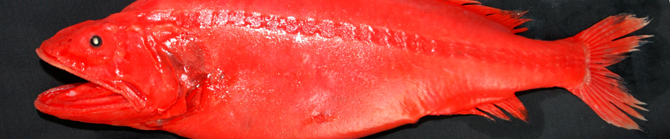 Artes de Pesca: ACTINOPTERYGII