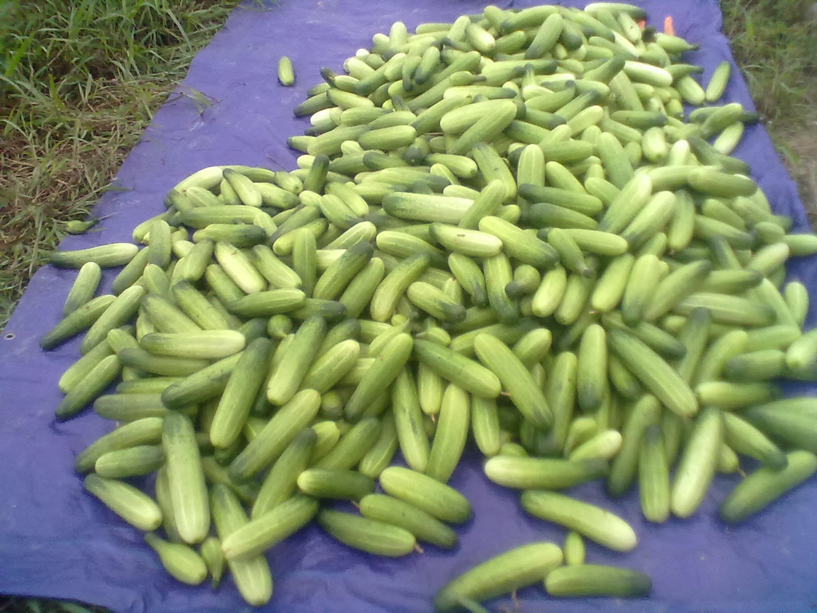 Koperasi Kakitangan Al-Ahad Selangor Berhad: Projek Pertanian Fertigasi ...