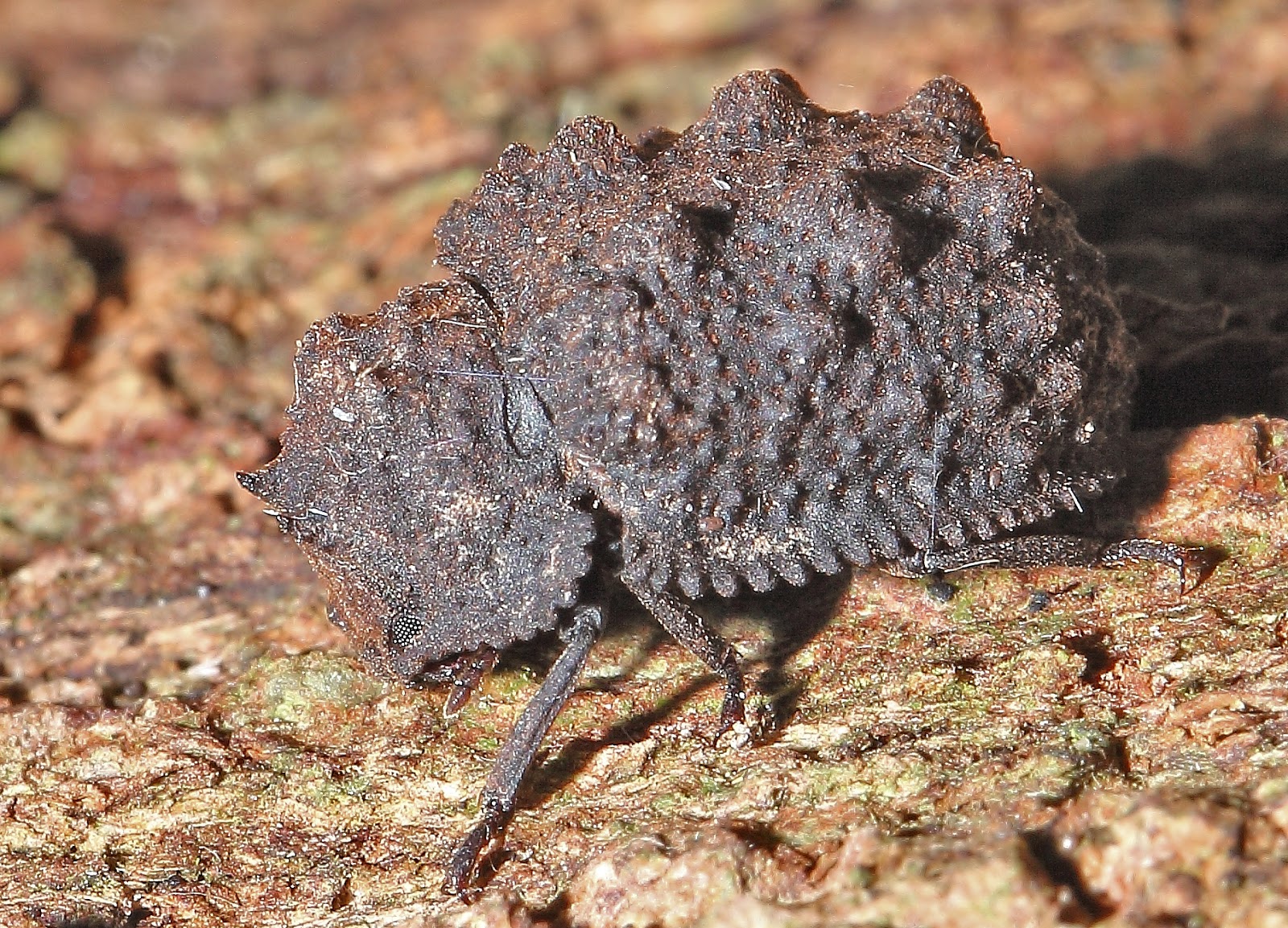 BunyipCo: A Few nice Beetles From Kuranda