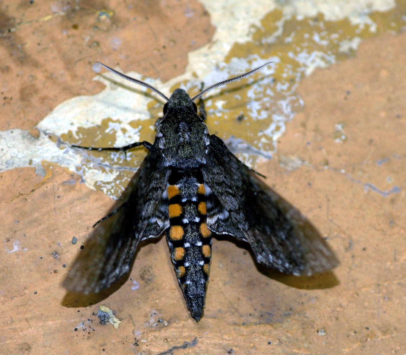 Field Biology in Southeastern Ohio: Sphinx Moths of Ohio, Part 2