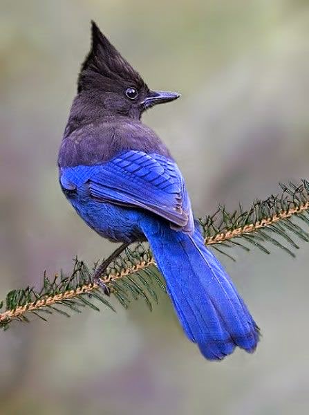Birds And Animals: Steller's Jay
