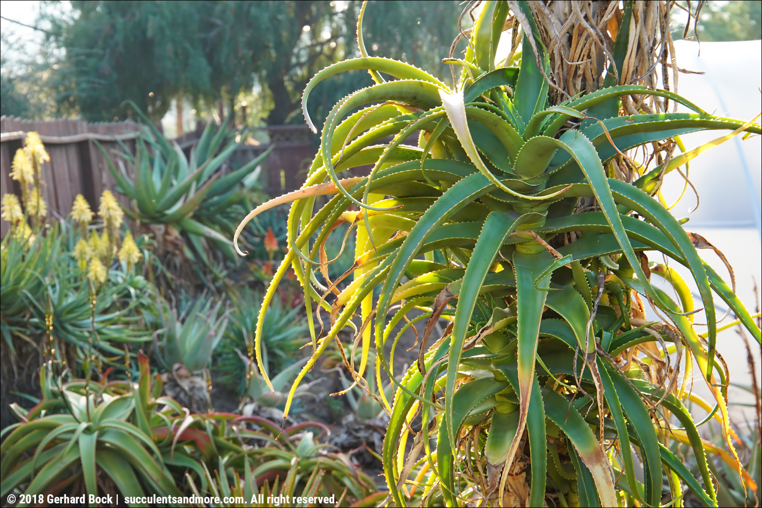 John Miller's Oakland aloe garden (Institute for Aloe Studies)