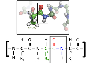 Fungsi Protein dalam Organisme - Biologizone