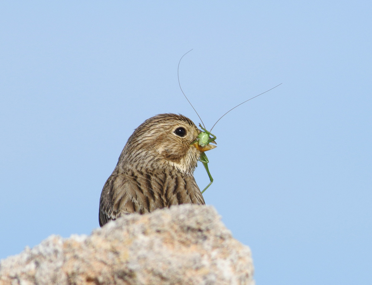 Another Bird Blog: A Menorca Mishap