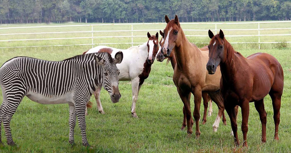 Cosas del PAC: ¿Caballos o cebras...?
