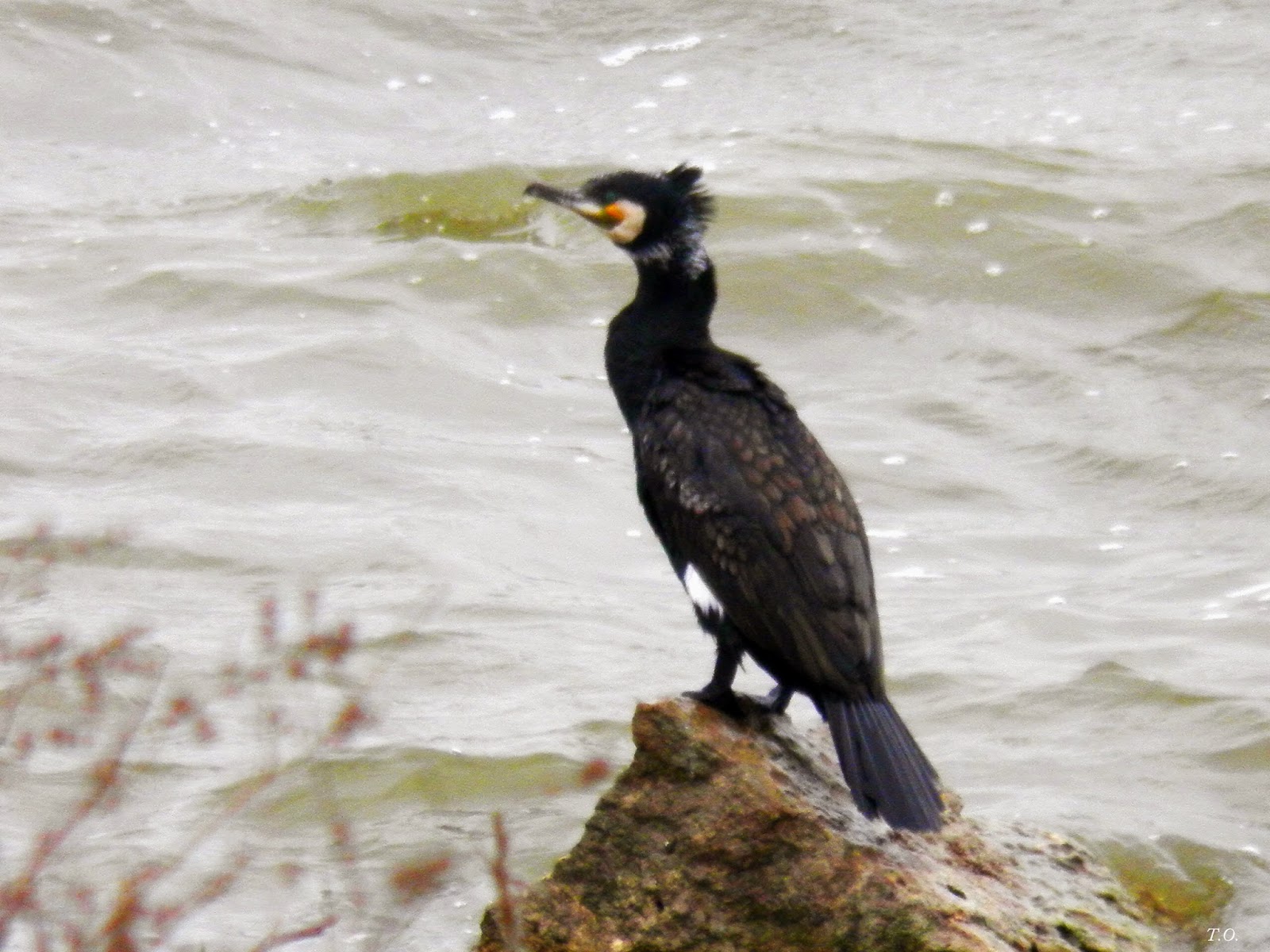 PASARI DIN ROMANIA: CORMORAN MARE, Phalacrocorax carbo