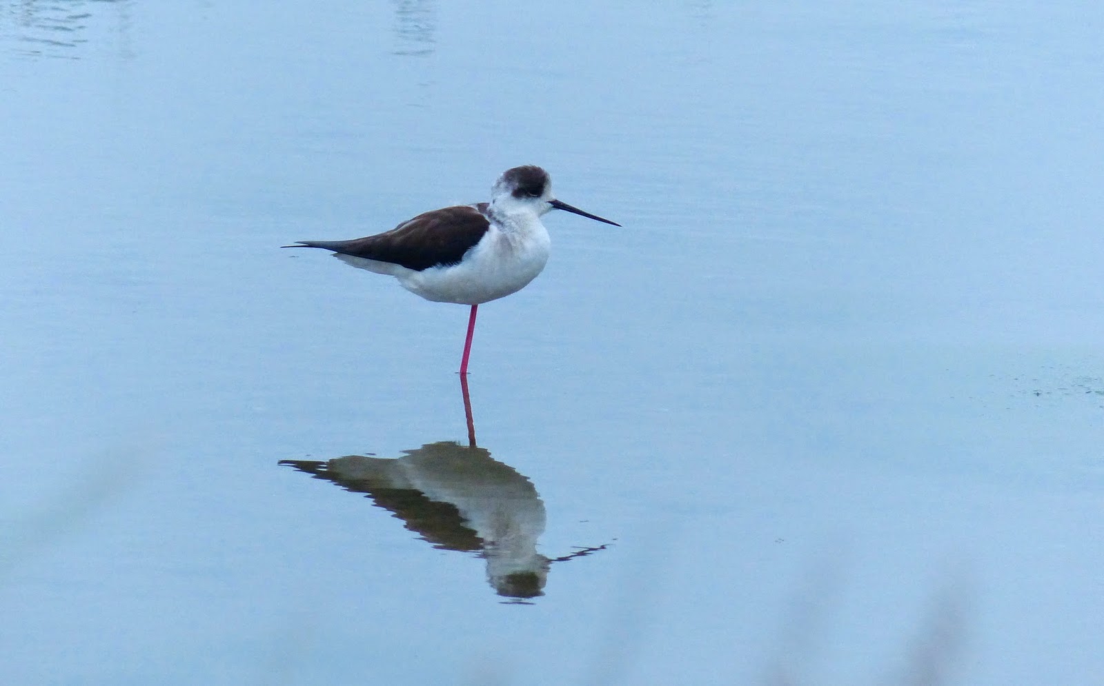 The Urban Birder: Portugal in bird pictures