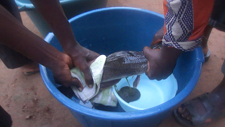 MC AGRIC SERVICES: CATFISH FINGERLINGS PRODUCTION IN GHANA