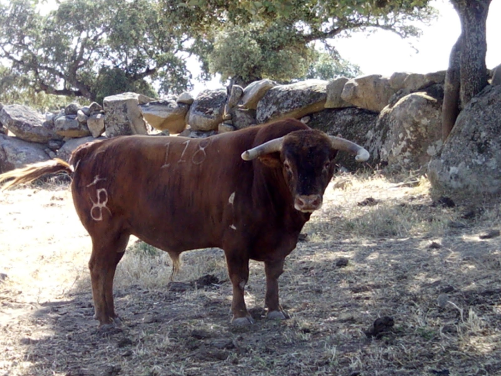 El Faro de la Seguridad: “EL TORO ES UN ANIMAL NOBLE POR NATURALEZA”