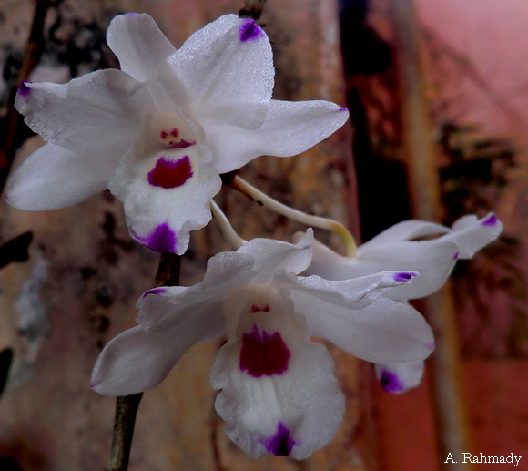Wild orchids in sumatra: Anisopetala annae (J.J.Sm.) M.A.Clem., 2003
