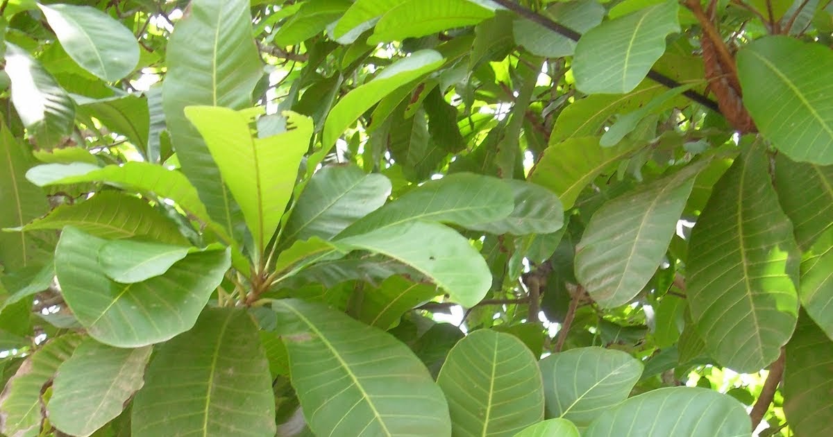 Santa Marta, sus especies vegetales : CARACOLÍ (anacardium excelsum)