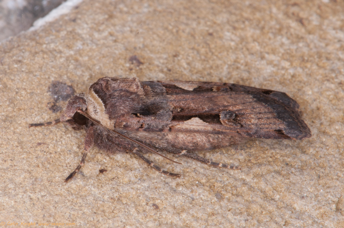 Postcards from Sussex: Setaceous Hebrew Character & Convolvulus Hawk-moth