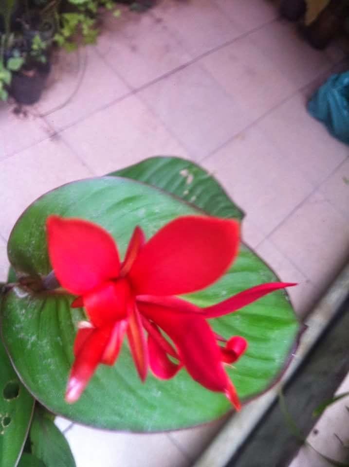 Vivero Buenaventura: Plantines de Canna Indica ( Achira Morada) con flor