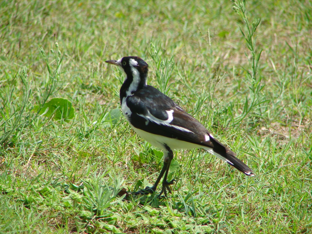 Snap Happy Birding: Australian Magpie-Lark + Masked Lapwing (Plover)