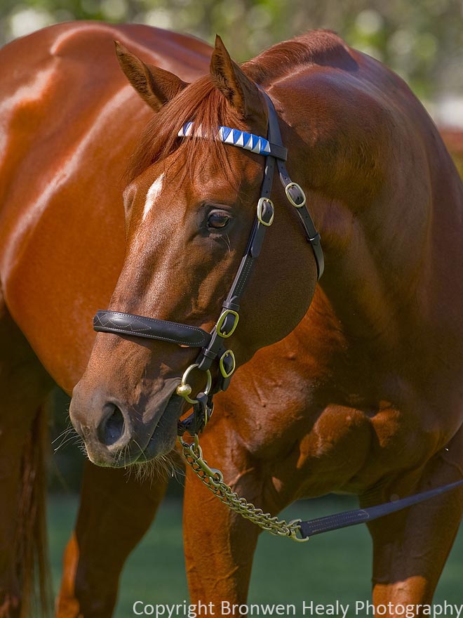 Sepoy at Stud. And a life in pictures.