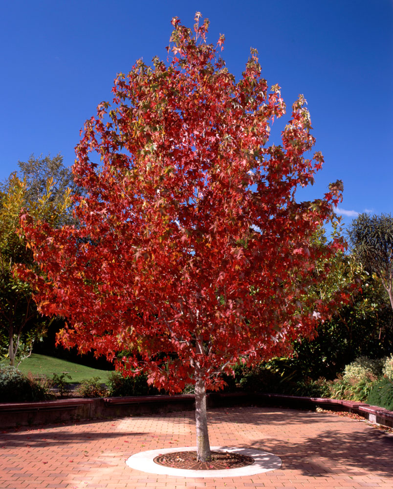 Pokloni mi cvet: Liquidambar styraciflua