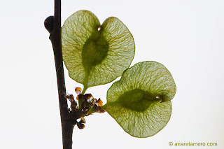 Blog del IES Laguna de Tollón: Poesía y flora: Los olmos, los favoritos ...