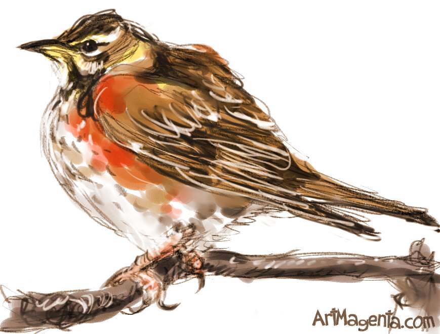 Birds: Redwing