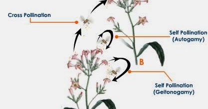 Self Fertilization