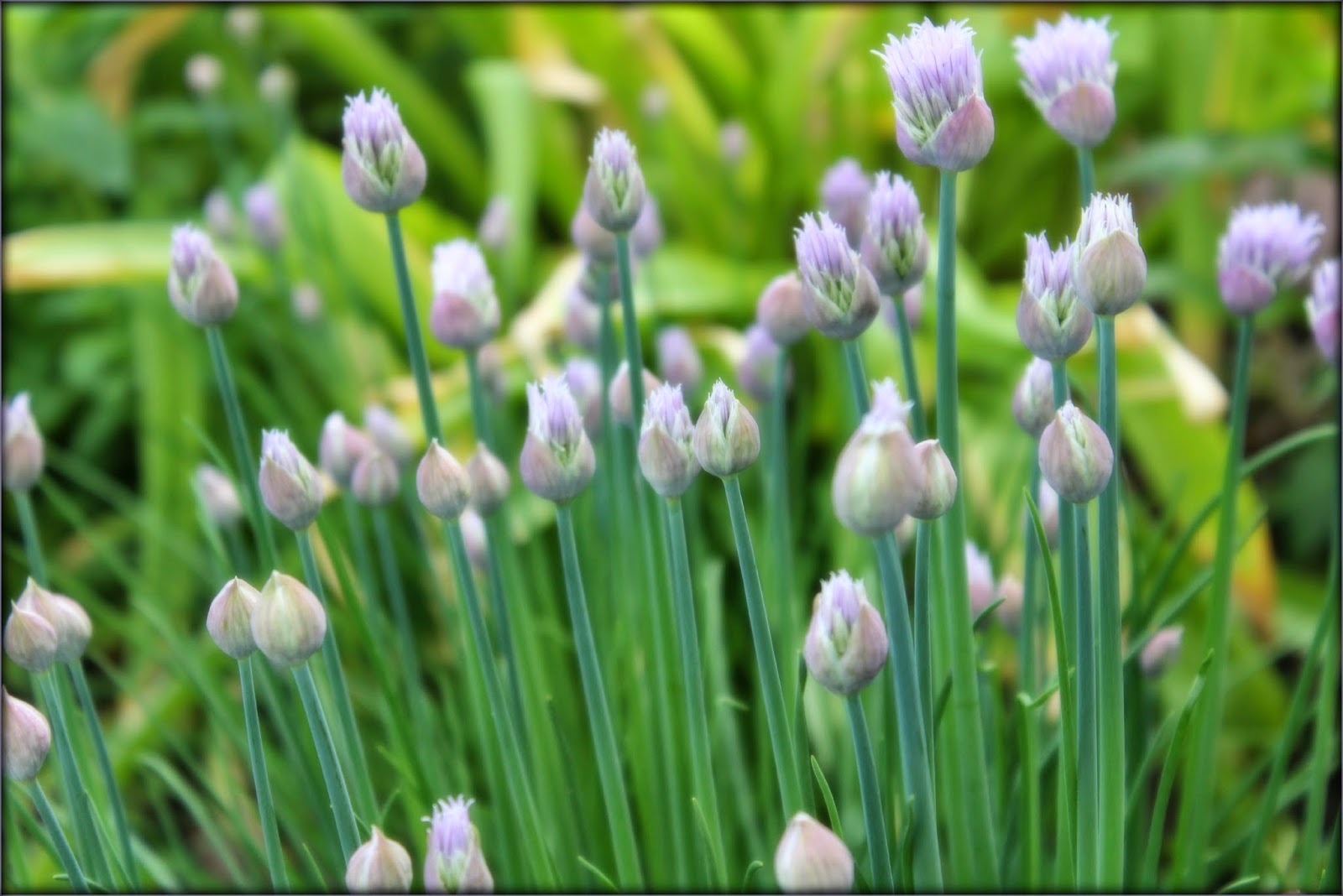 Through Carol's Lens: In the Allium Family