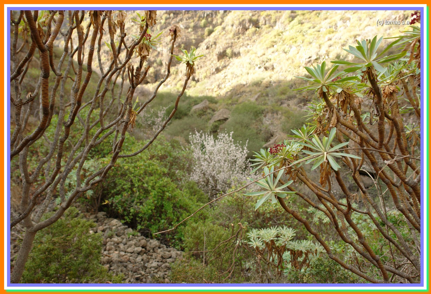 Tenerife senderos......: TENERIFE SENDEROS --GUIA ISORA-- EL JARAL -LAS ...