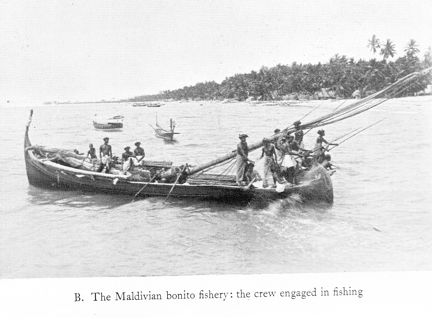 Indigenous Boats: Bonito Fishing Boats in Maldives