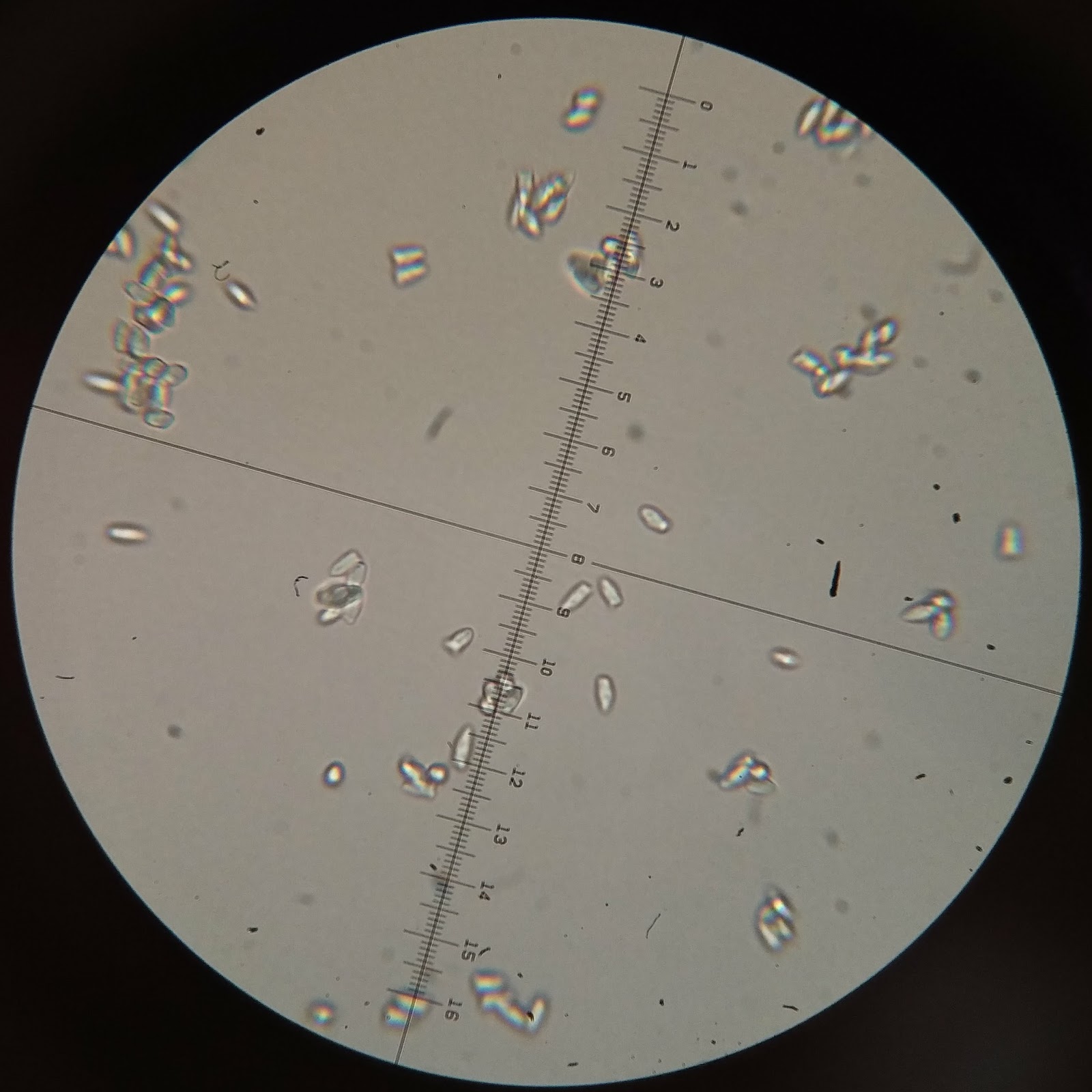 Misidentifying Fungi: Trying to ID Lepiotas