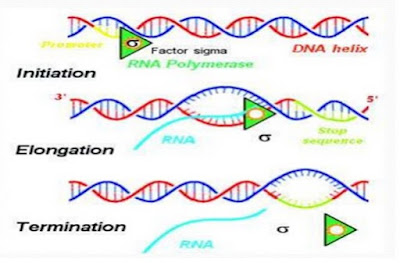 Noveno moralba: Transcripción y traducción del ADN