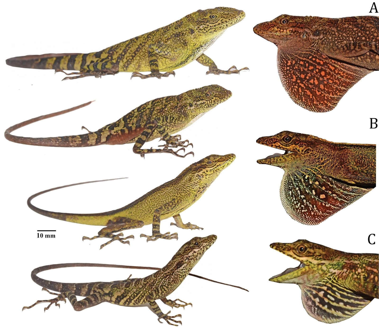 Species New to Science: [Herpetology • 2018] Anolis dracula • A New ...