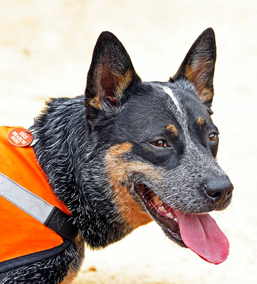 Search and Rescue Dogs Western Australian SES: Operational Search Dogs