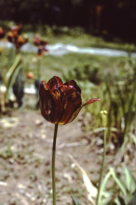 My Virtual Maryland Garden: Tulip medallion with broken tulips