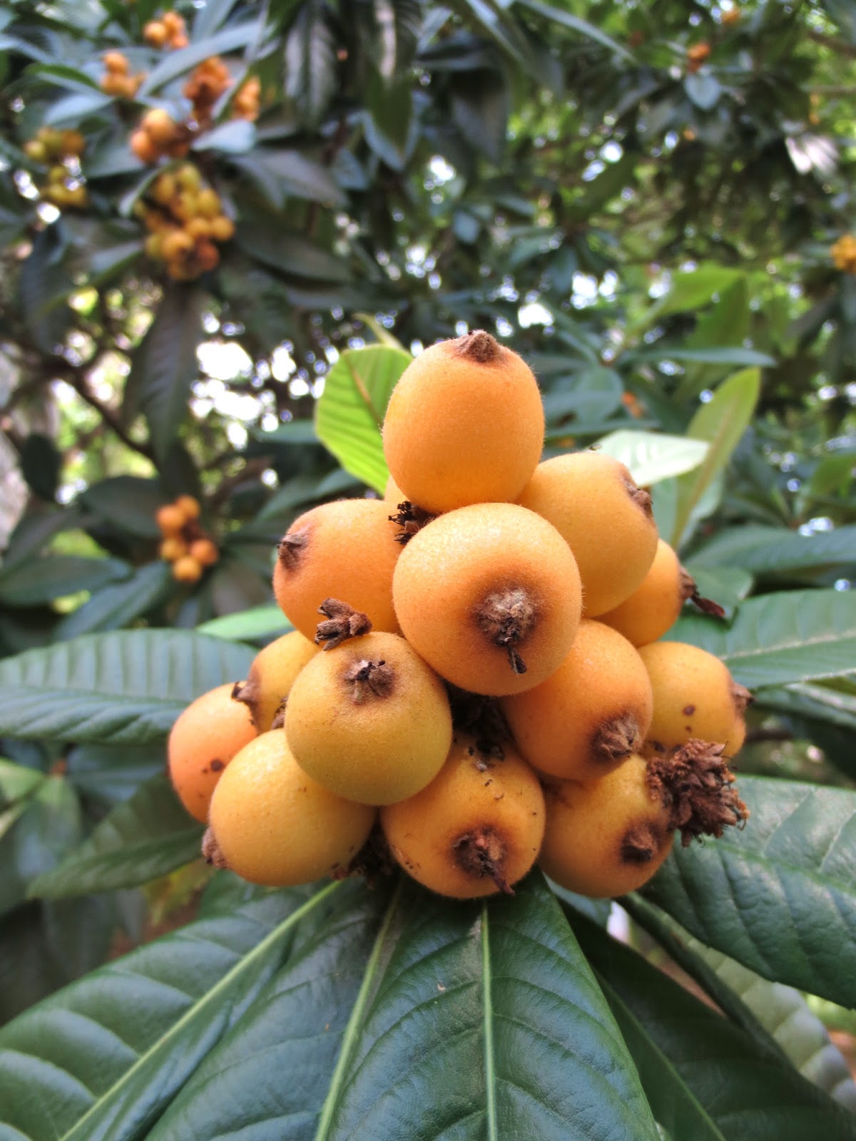 Princesses, Pies, & Preschool Pizzazz: Friday Pie-Day: Loquat Pie