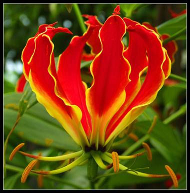 rare flowers/useful plants: Flame Lily