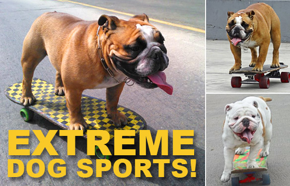 Bulldogs attend School for EXTREME DOG Sports! | BOLD and UNUSUAL DOG ...