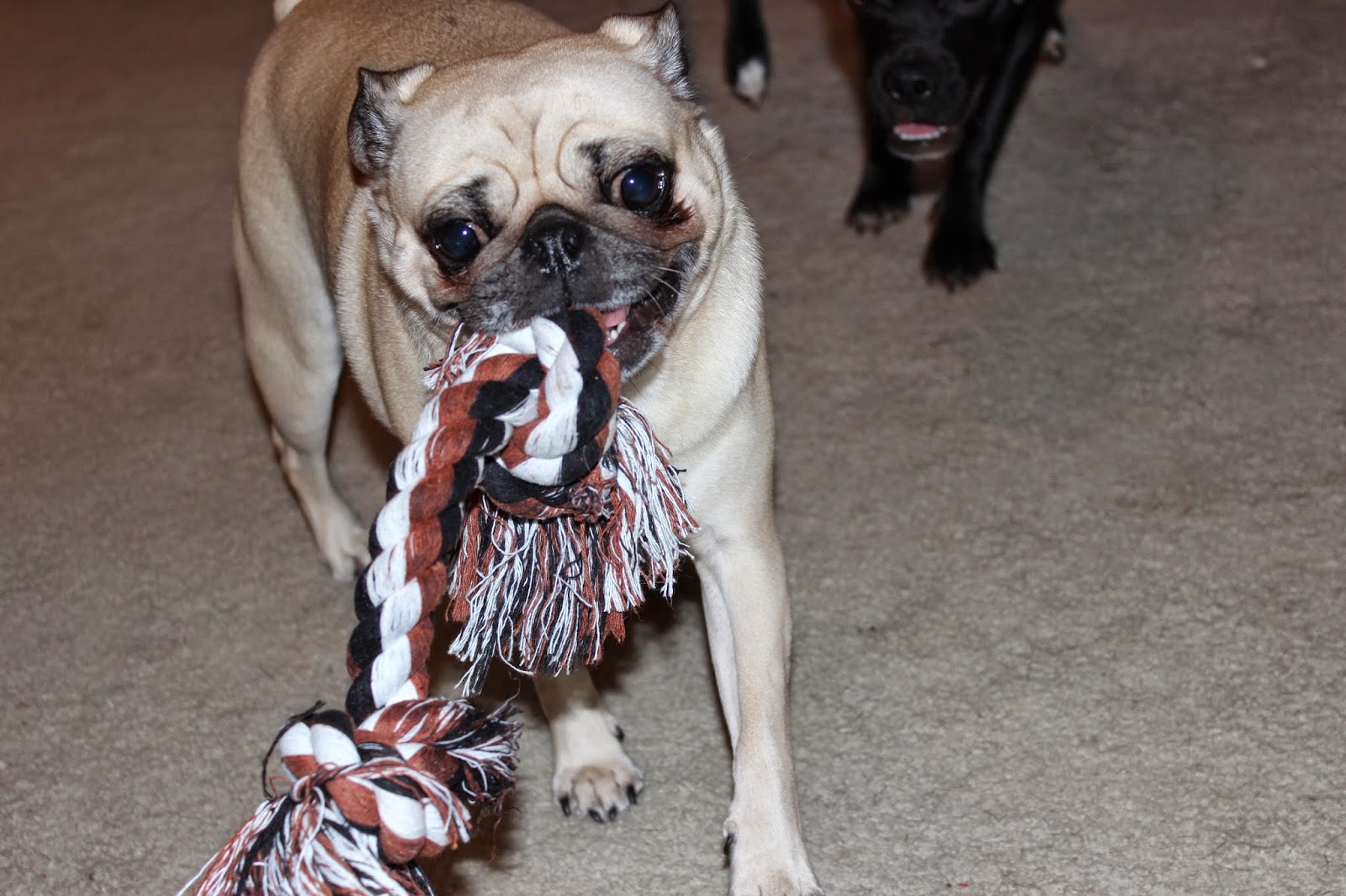 The Pugs Strike Back