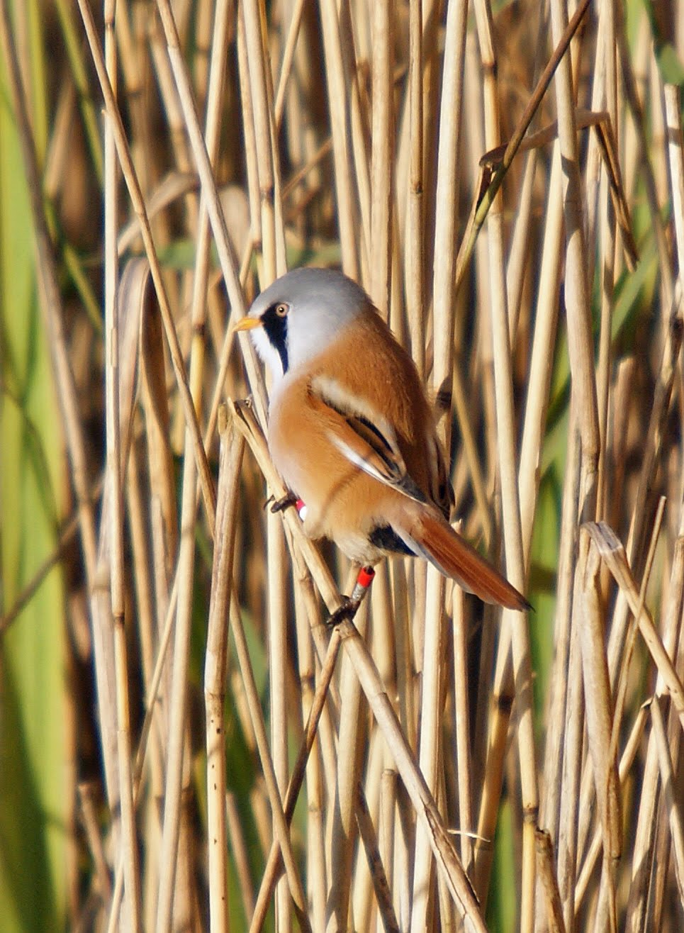 Welcome to North Lancs Ringing Group: Bearded Tits Suffer While Reed ...