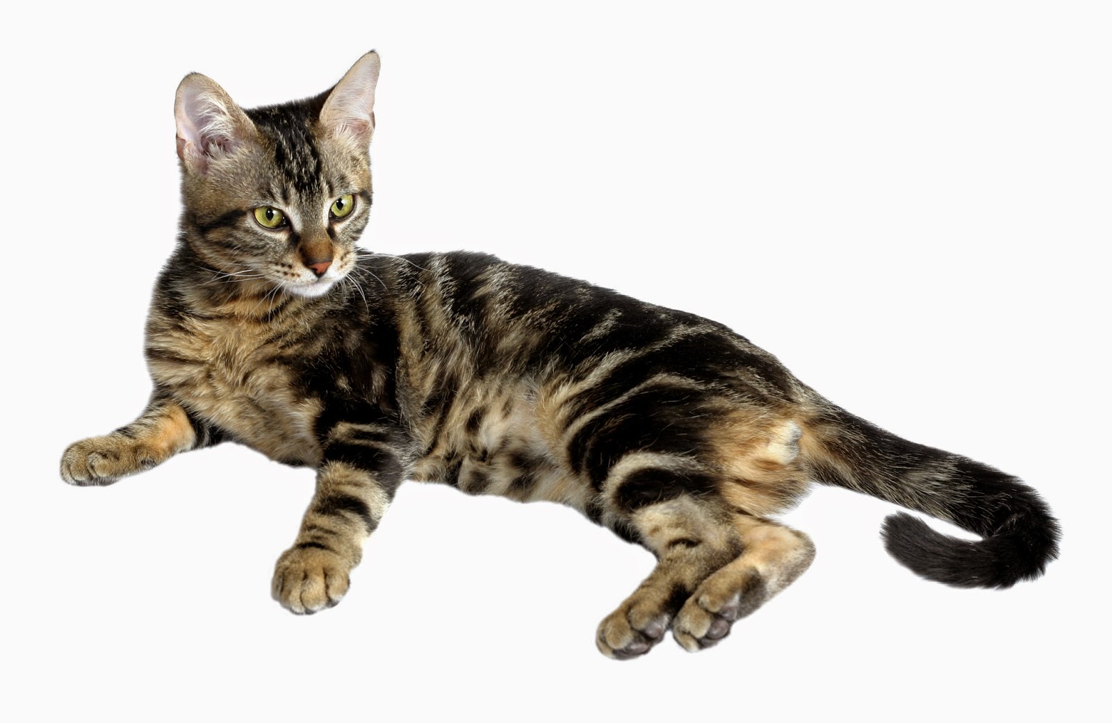 Your Pet's Tail Tells a Tale | Morristown, NJ Patch