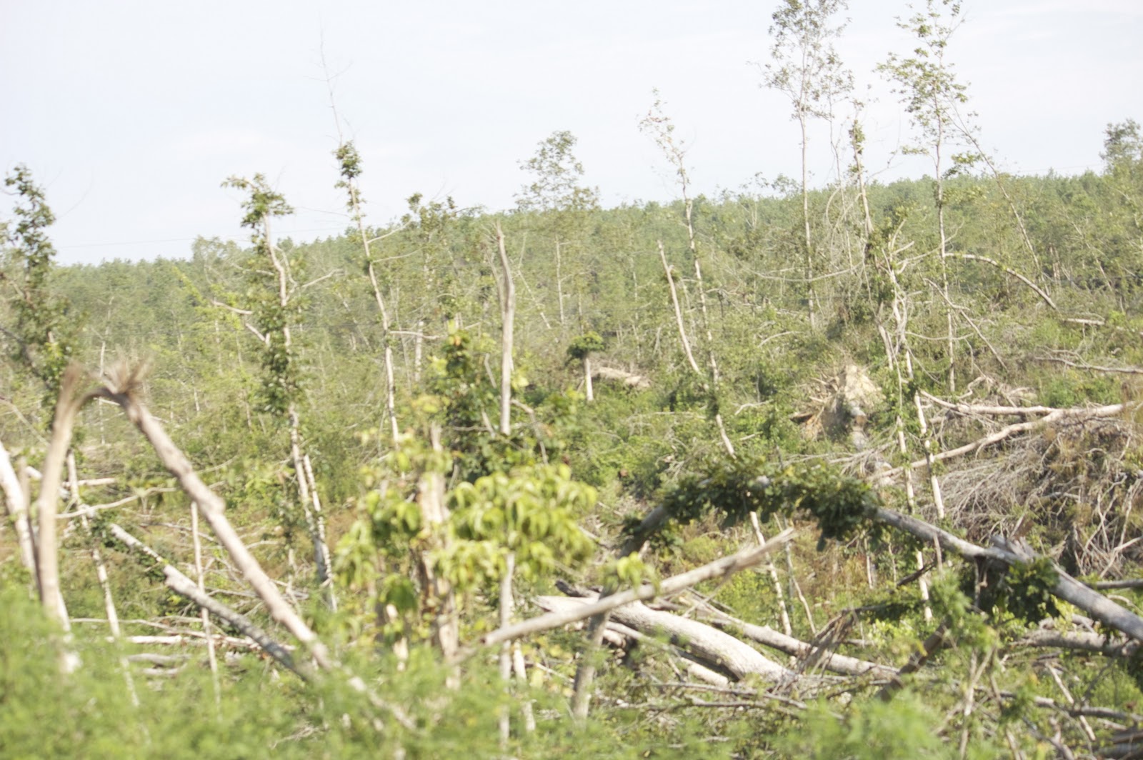 Life Through The Eye of my Camera: Nature, Damaged by Mother Nature