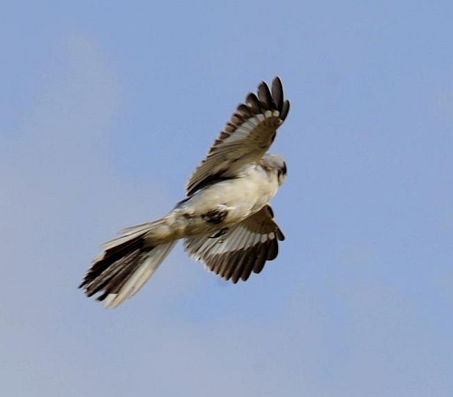 June 2013 - ARUNACHALA BIRDS
