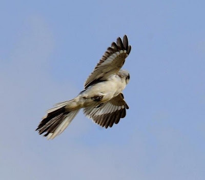 Southern Grey Shrike - ARUNACHALA BIRDS