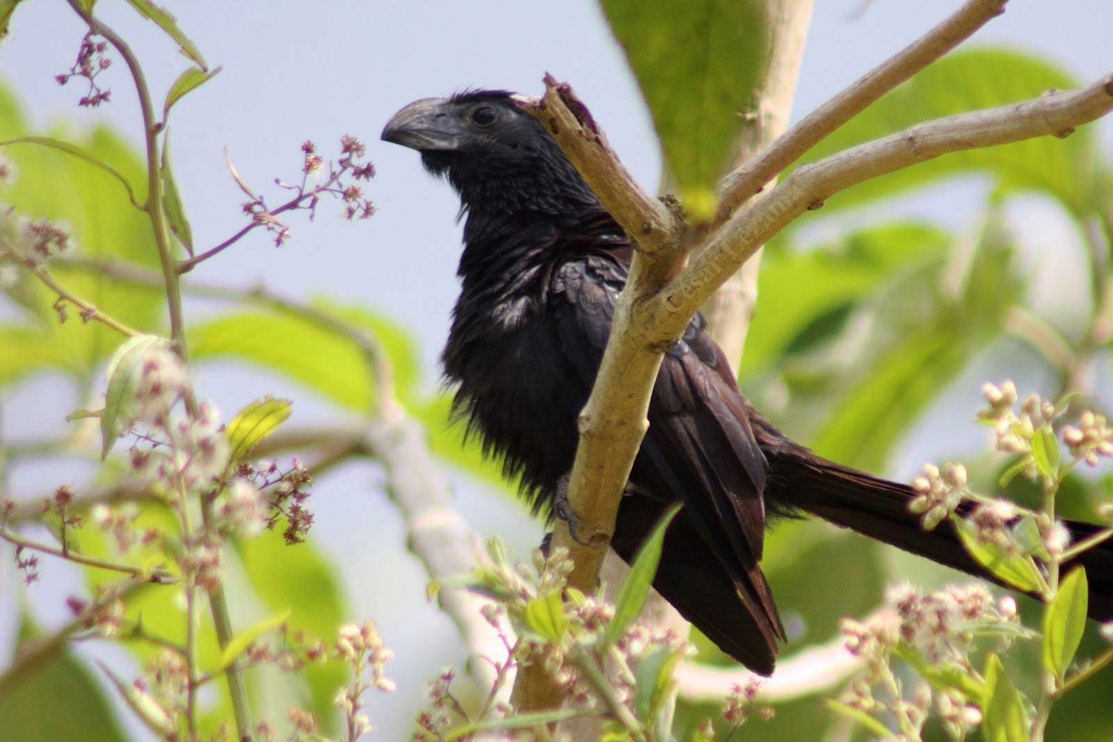 Aves de la región de Huatusco: GARRAPATERO PIJUY (Groove-billed Ani)
