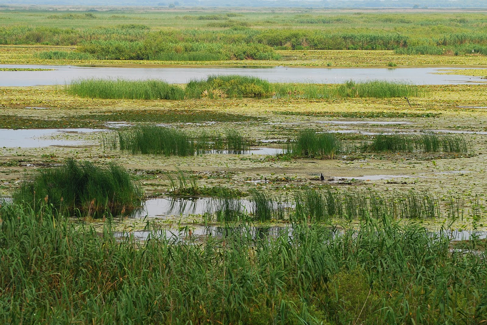 Delta Dunarii: Flora