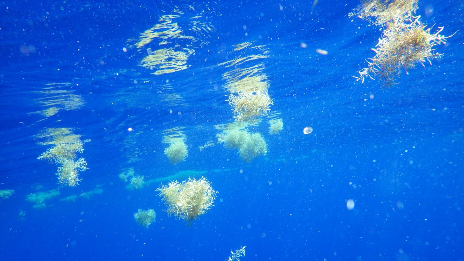 Voyage to the Sargasso Sea: Swimming with the monsters of the Sargasso Sea