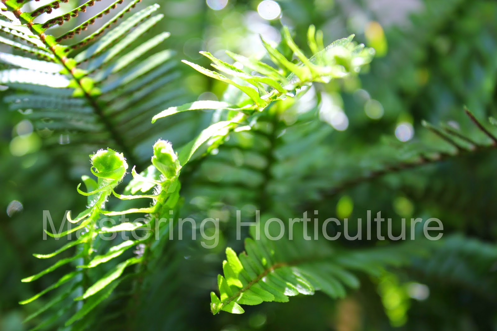 Mastering Horticulture: Beyond Fern Fronds
