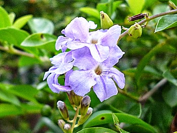 Duranta Dewdrop-Sky Flower-Durantha | SL Flora