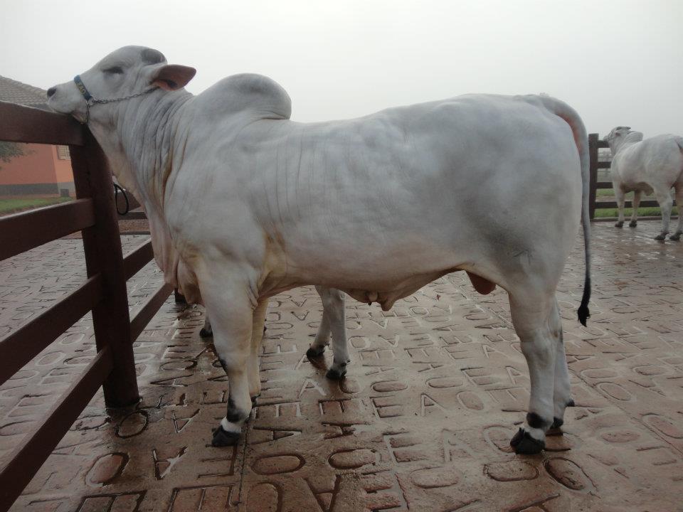 Dahora Rural do Sul da Bahia.: CRIAÇÃO DO GADO NELORE NO BRASIL
