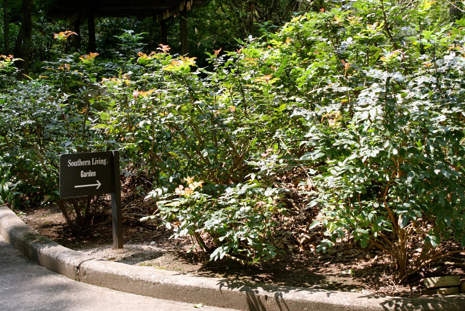 Vivero Growers Garden: My Tour of Birmingham Botanical Gardens