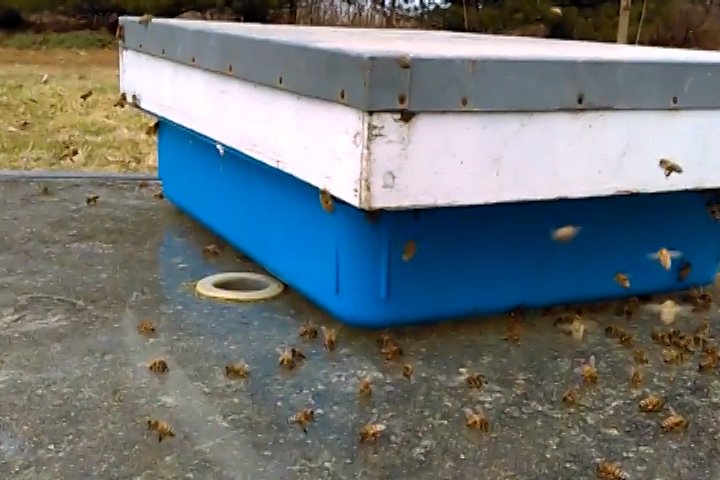 JC's Bee Blog: Feeding Bees All Year With Ceracell's Top Hive Feeder