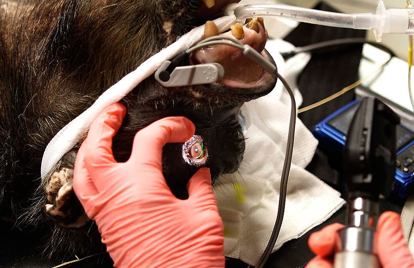 Laugh Gags: 73-year-old female chimp had surgery